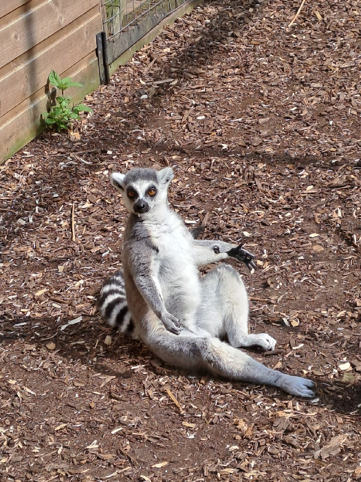 Hoo Zoo & Dinosaur World :: Days out with an autistic child